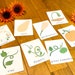 Pumpkin Themed Printable Activity Package, Life Cycle and Anatomy, Kids ...