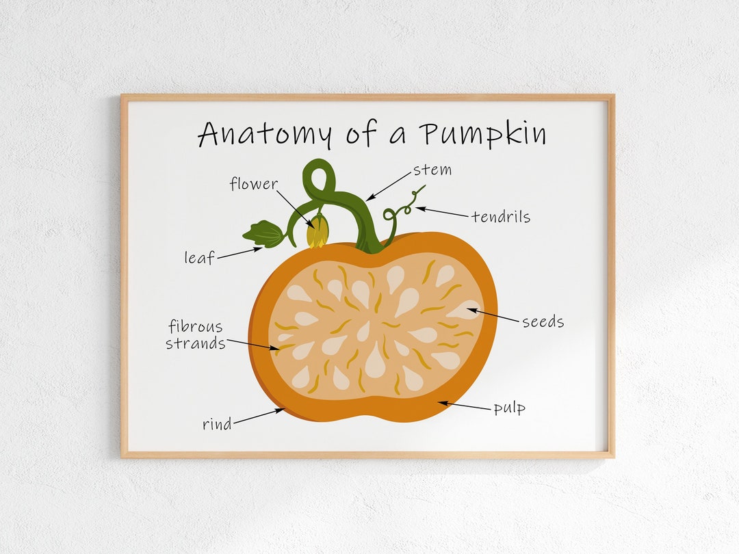 Anatomy of a Pumpkin Printable Poster, Educational Fall Wall Art, Kid ...