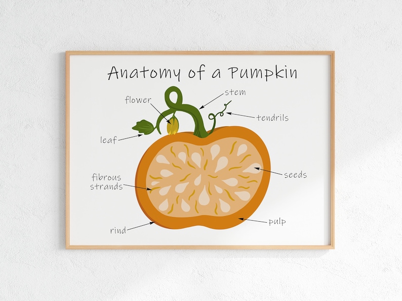 Anatomy of a Pumpkin Printable Poster, Educational Fall Wall Art, Kid ...
