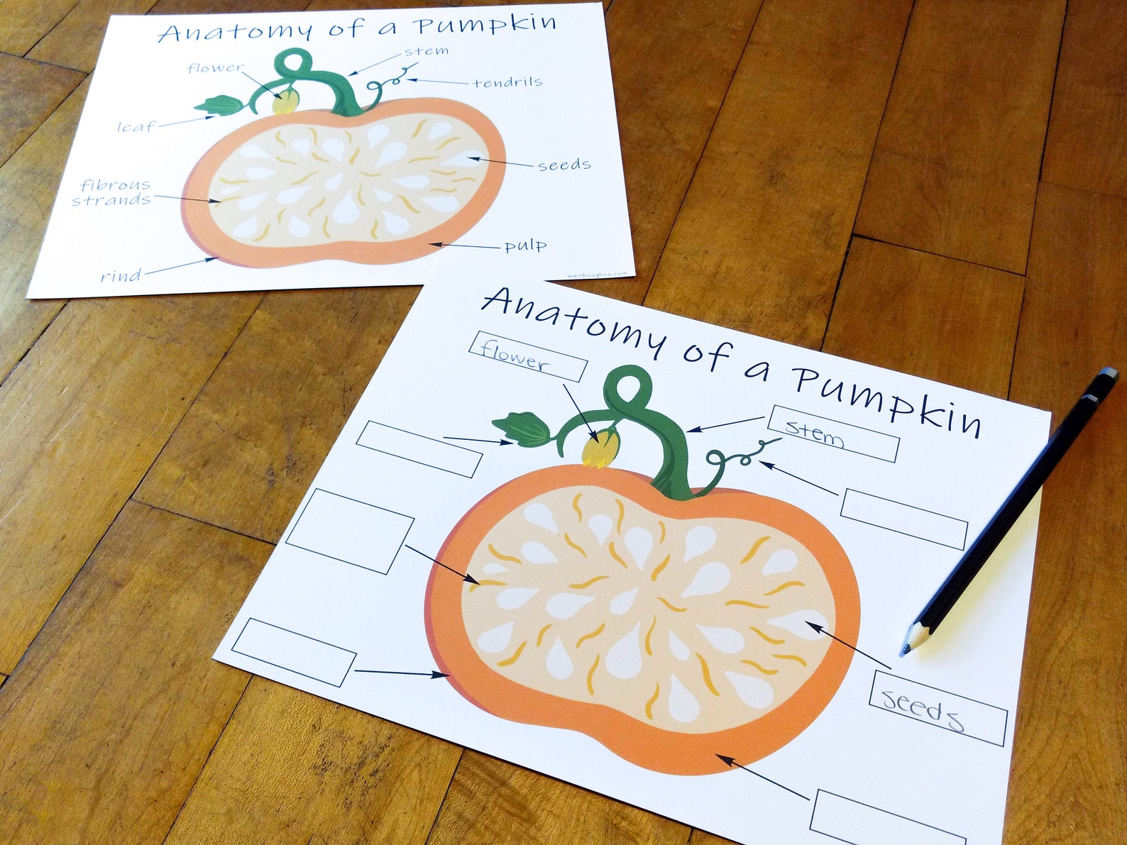 Pumpkin Anatomy Labeling Printable Pumpkin Activity | Etsy