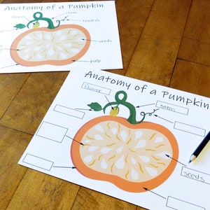 Pumpkin Anatomy Labeling, Printable Pumpkin Activity, Educational Fall ...