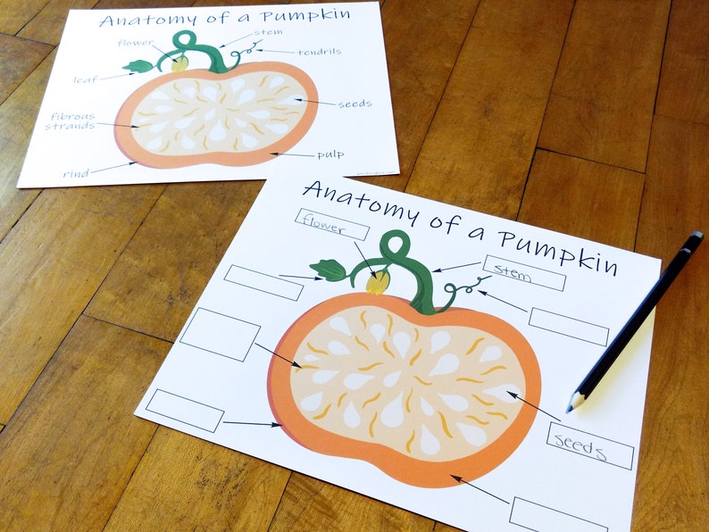 Pumpkin Anatomy Labeling Printable Pumpkin Activity | Etsy
