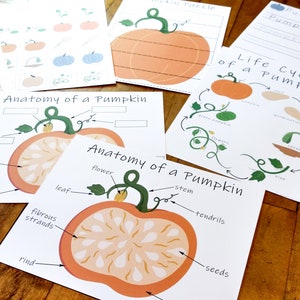 Pumpkin Themed Printable Activity Package, Life Cycle and Anatomy, Kids ...