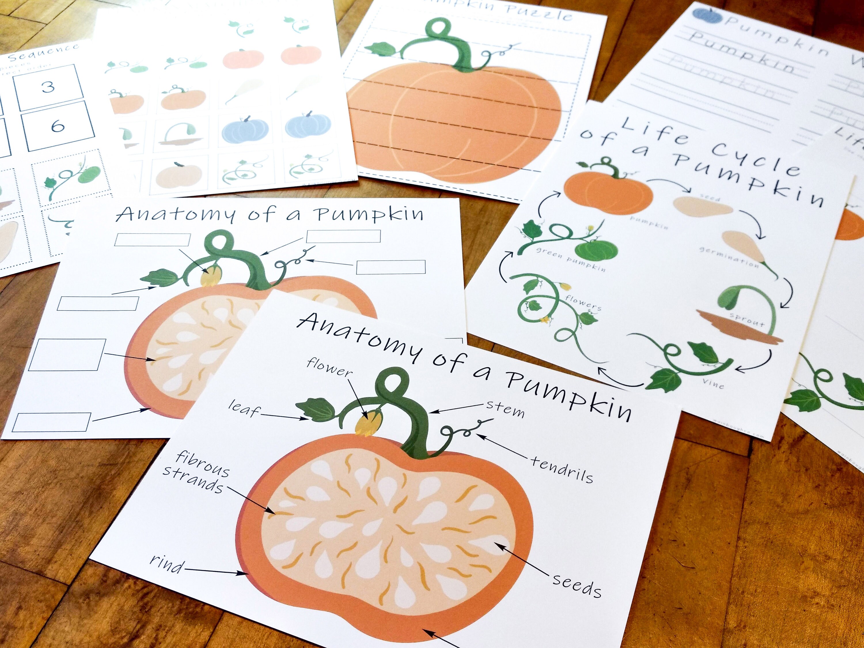 Pumpkin Themed Printable Activity Package Life Cycle and | Etsy