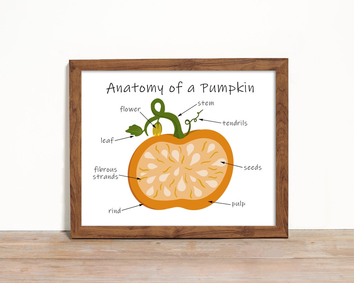 Anatomy of a Pumpkin Printable Poster, Educational Fall Wall Art, Kid ...