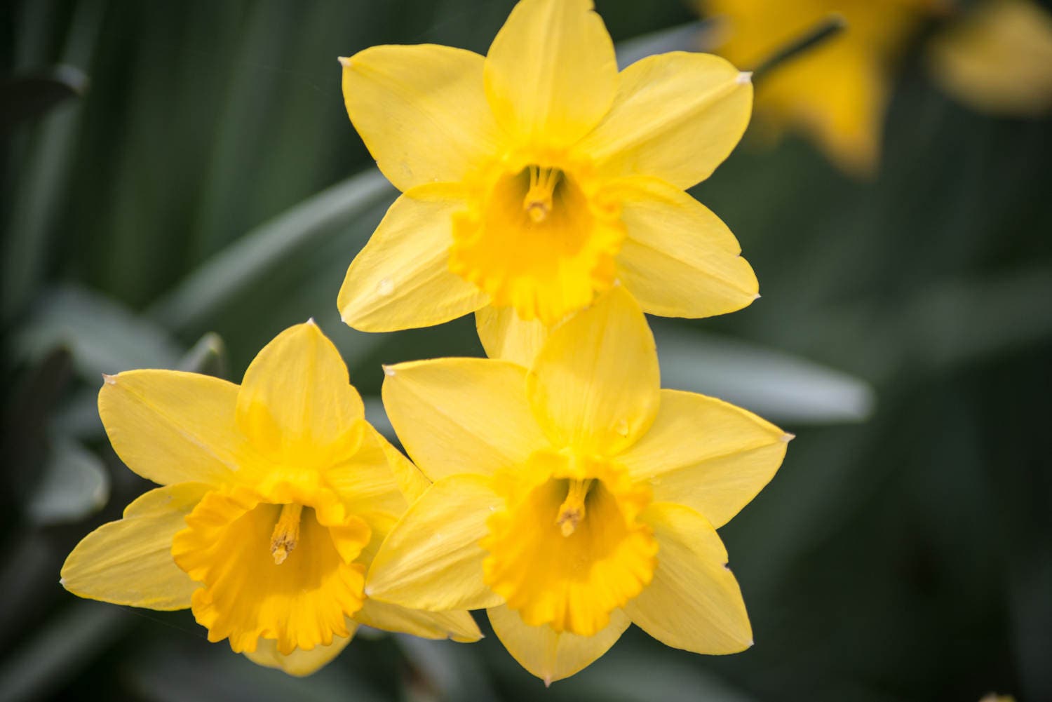 Yellow Spring Flowers - Etsy