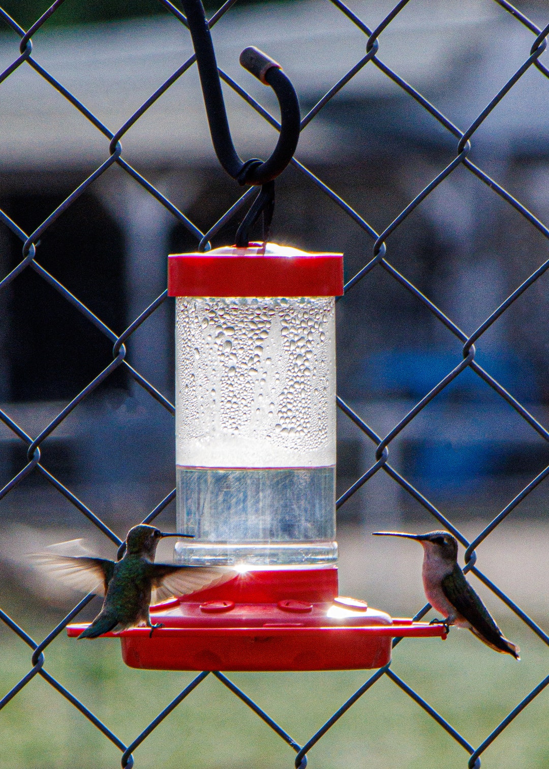 Animal Photography Captures the Raw and Untamed Beauty of Hummingbirds ...