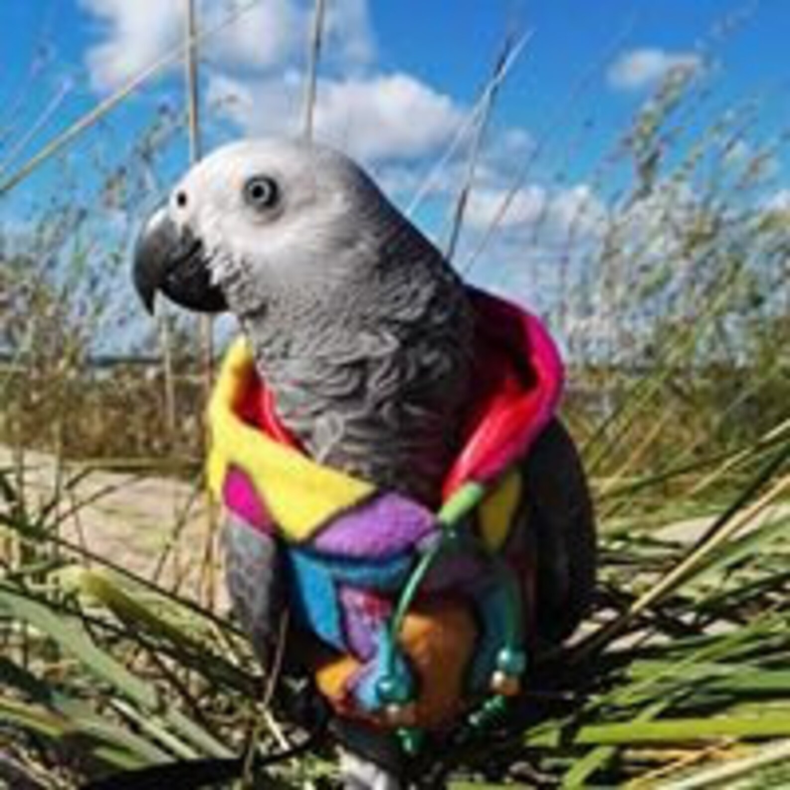 Fleecy pet parrot Hoody coat jacket Multi awareness all | Etsy