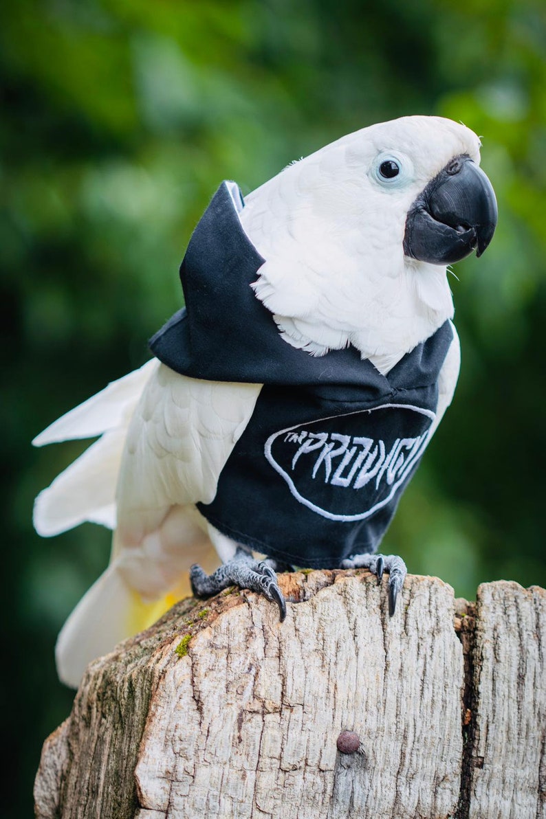 Pet bird parrot PRODIGY fan bird band hoodie all sizes | Etsy