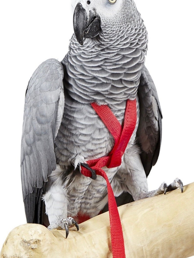 AVIAN ADVENTURE HARNESS parrot harness parrot leash bird | Etsy