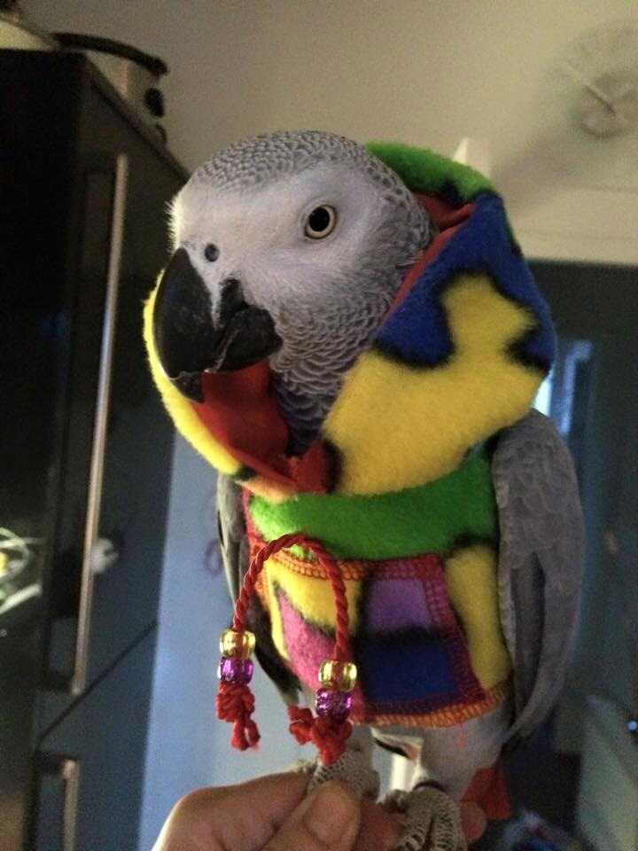 Fleecy pet parrot Hoody coat jacket Multi awareness all | Etsy
