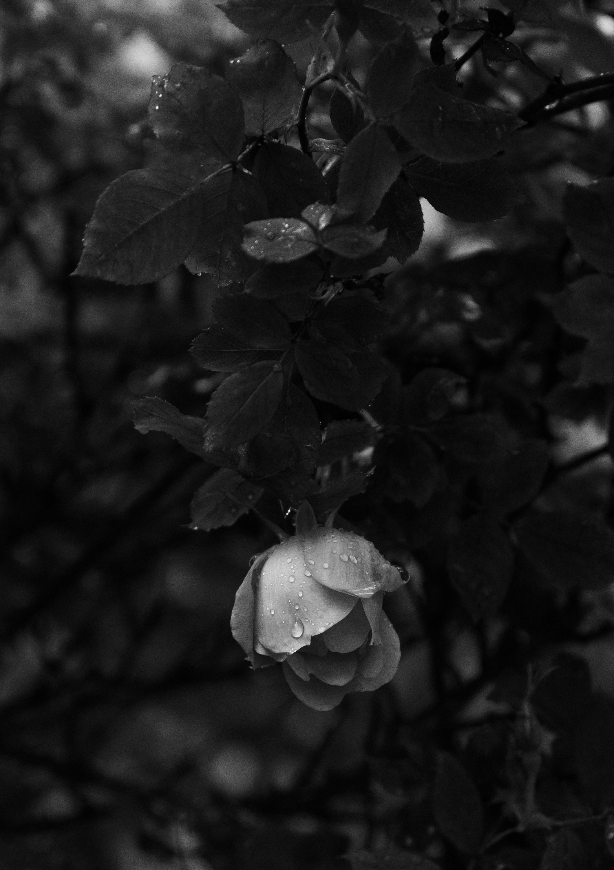 Fiore bianco e nero, rosa, stampa fotografica digitale Raindrop - Etsy ...