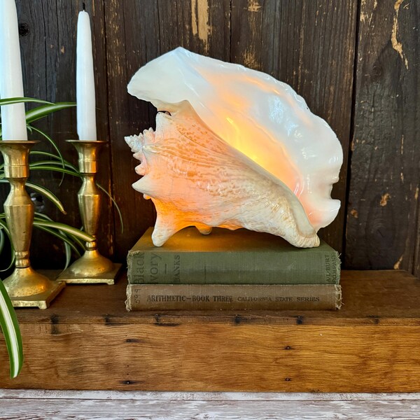 Conch Shell Lamp - Etsy