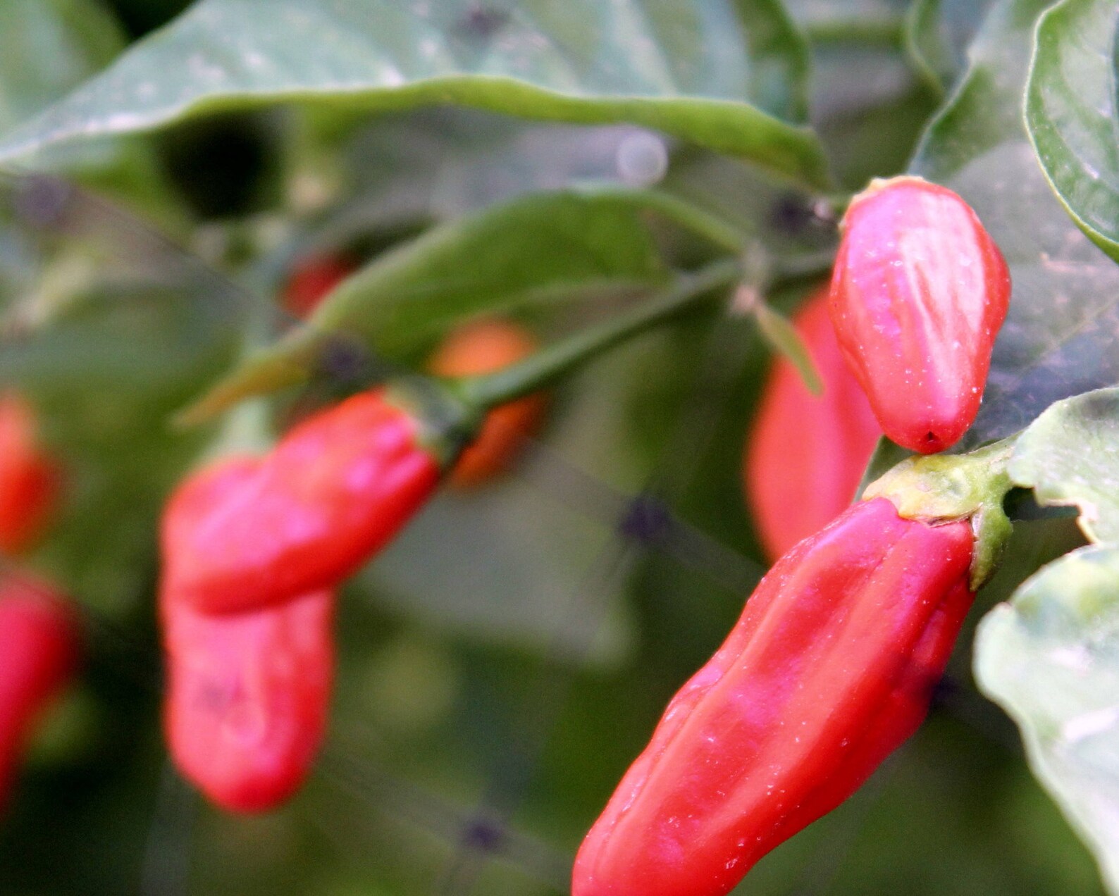 Wild West Organics Arizona Organic Bird Pepper Seeds - Etsy