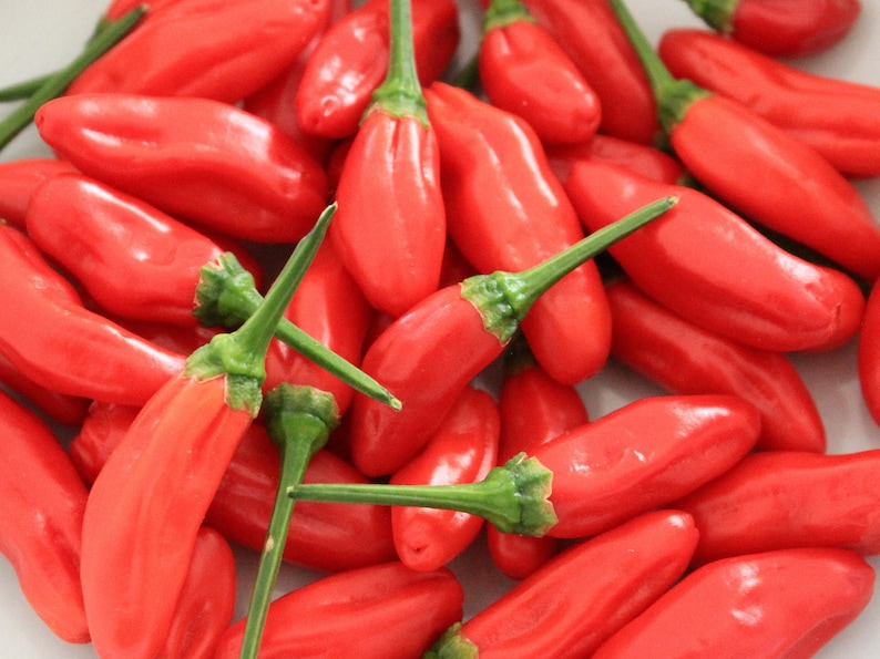 Wild West Organics Arizona Organic Bird Pepper Seeds - Etsy