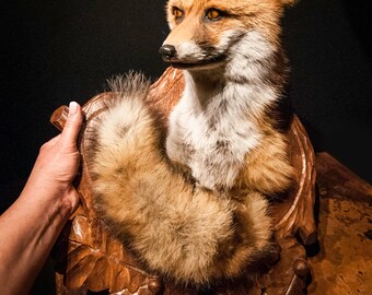 Taxidermy fox | Etsy