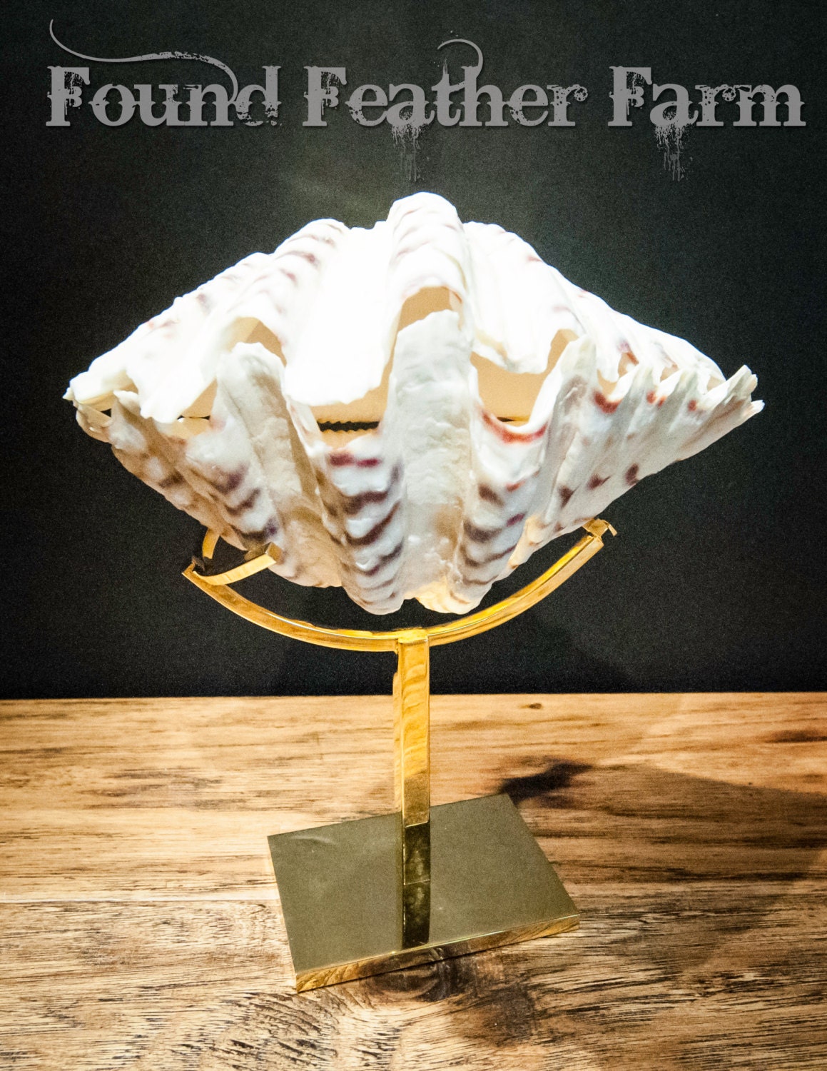 Large Specimen Bear Paw Tridacna Clam Shell on a 24K Gold Plated ...