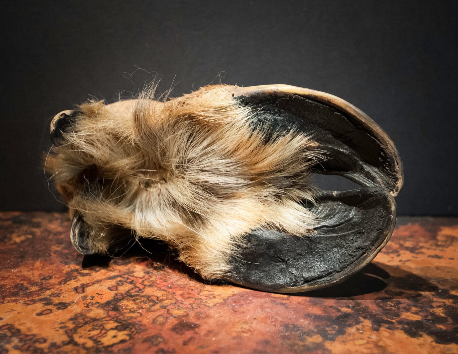 Antique Taxidermied Elk Foot Ashtray | Etsy Ireland