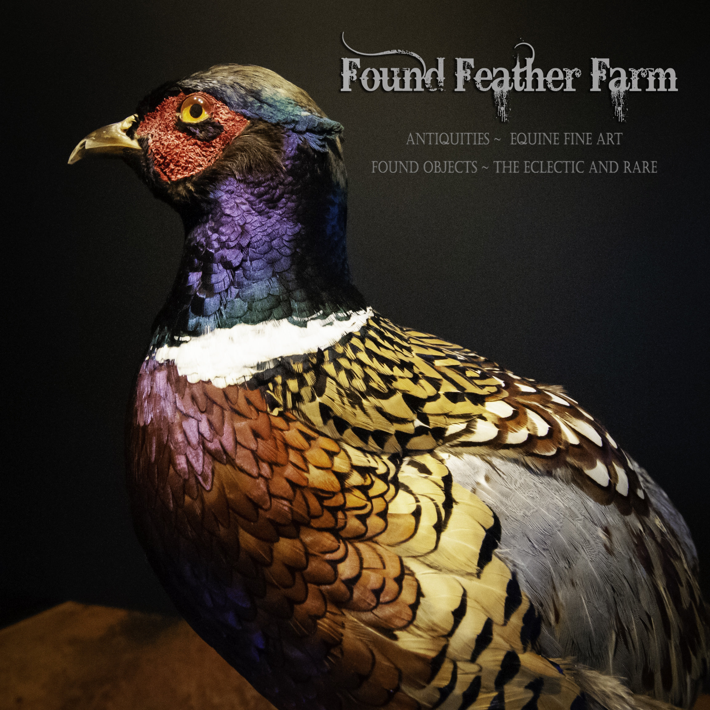 Stunning Ring Neck Pheasant Taxidermy Mounted on Pine Wood ~ Perfection Stunning Ring Neck Pheasant Taxidermy Mounted on Pine Wood ~ Perfection
