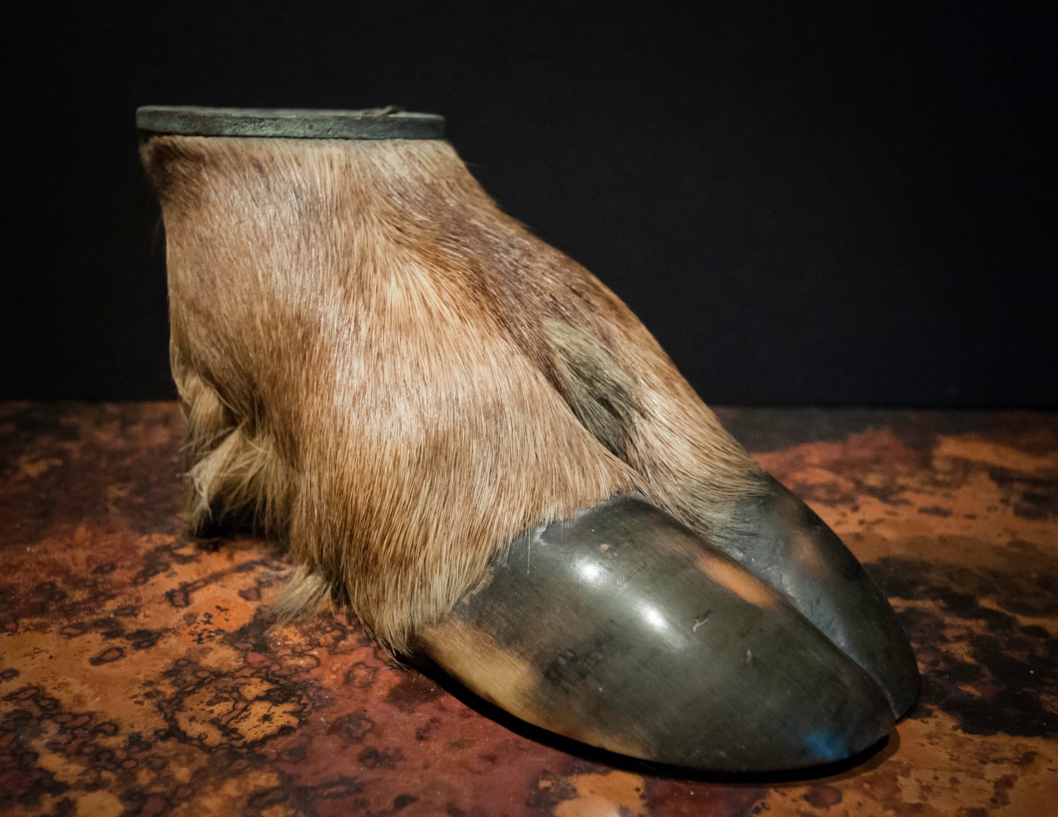 Antique Taxidermied Elk Foot Ashtray - Etsy Ireland