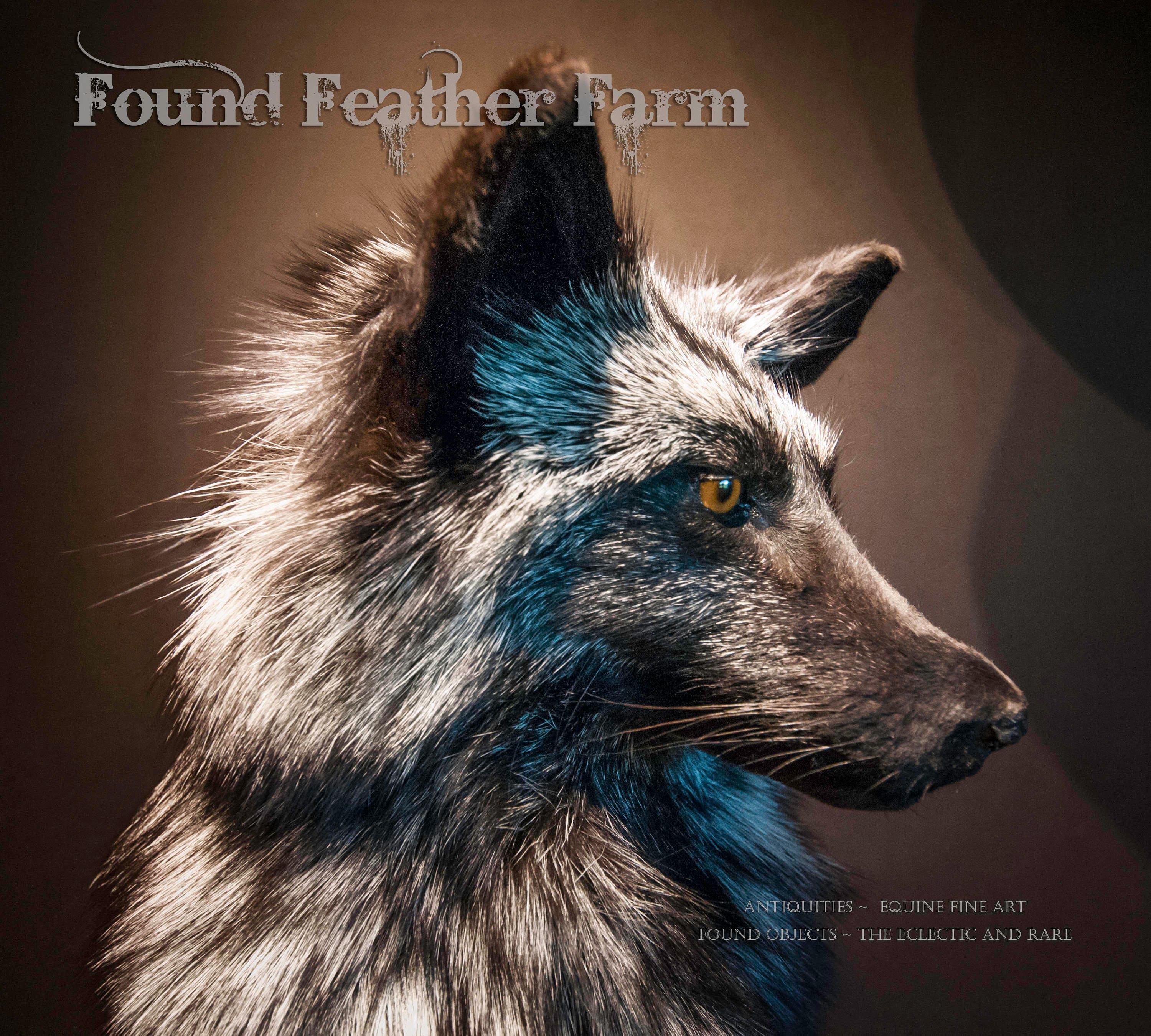 Absolutely Stunning Taxidermied Vintage Silver Fox