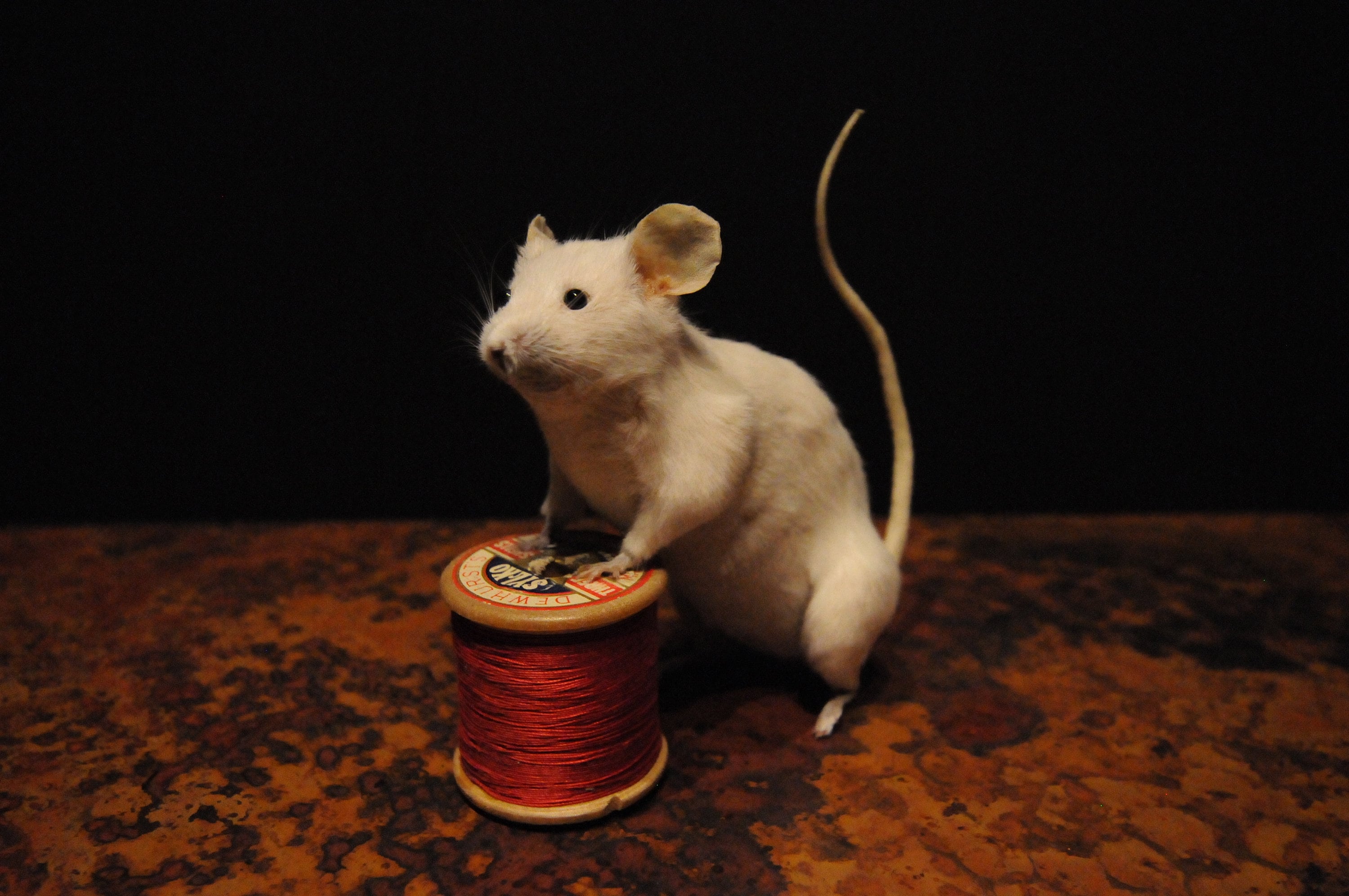 Taxidermy Mouse Nibbles on Vintage Red Thread Spool