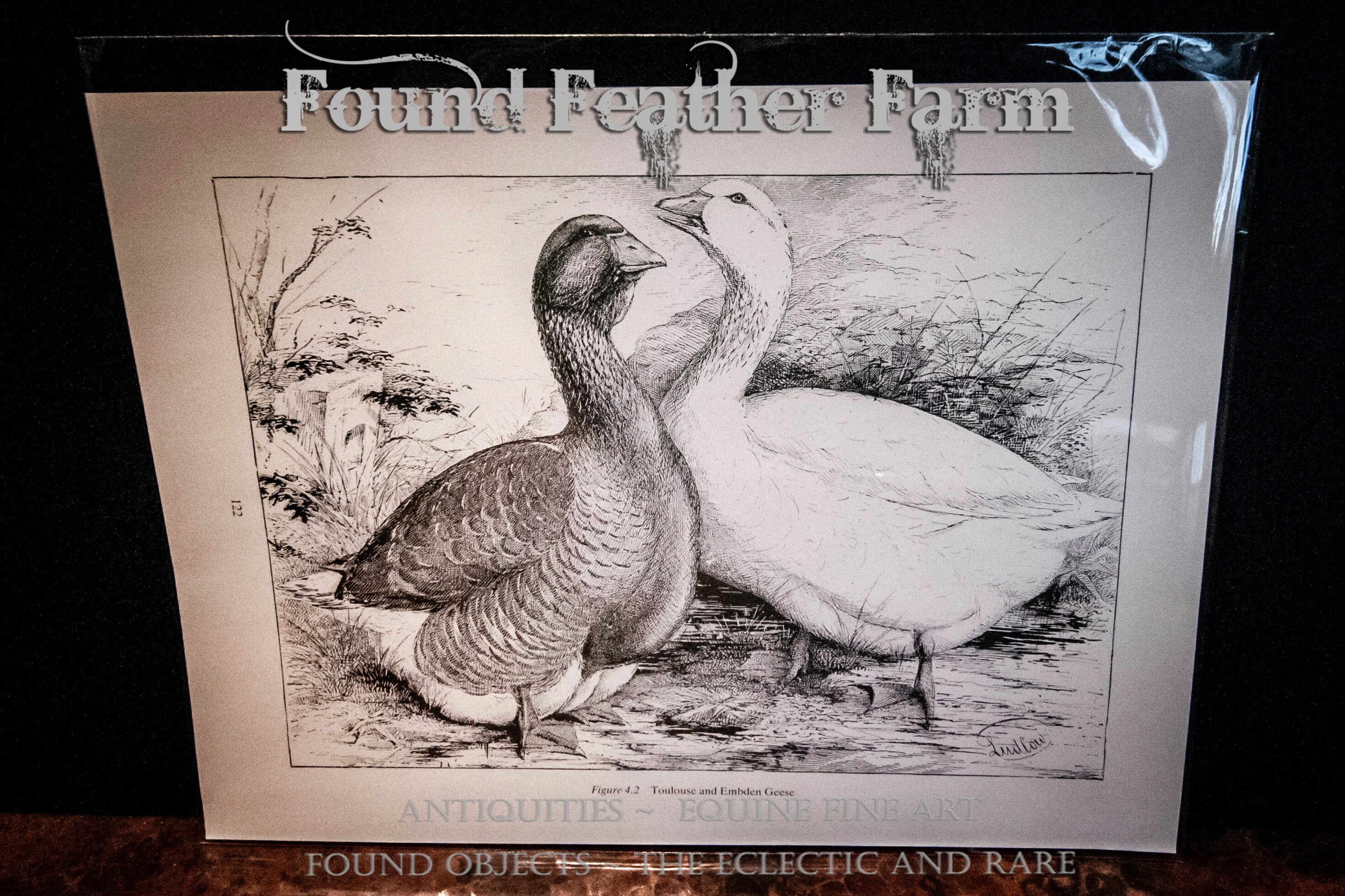 Antique 1910 Lithograph Plate of a White Embden Goose and a French ...