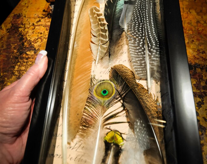 Shadowbox With a Collection of Natural Bird Feathers - Etsy