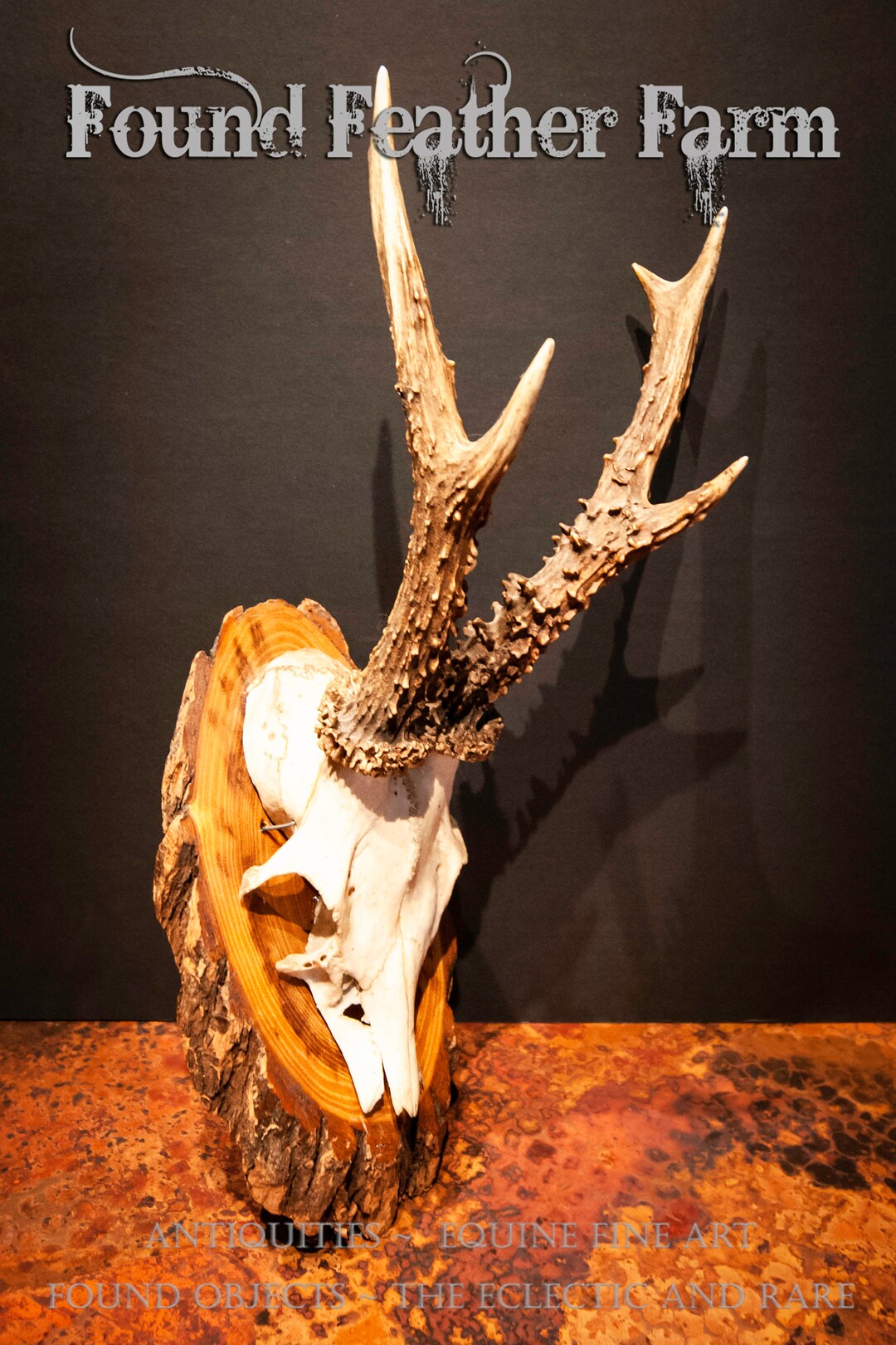 Antique Large Roe Deer Buck Skull and Antler Mount From the Black ...