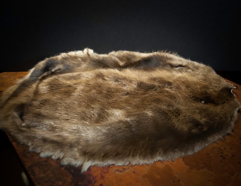 Canadian Beaver Pelt - Etsy