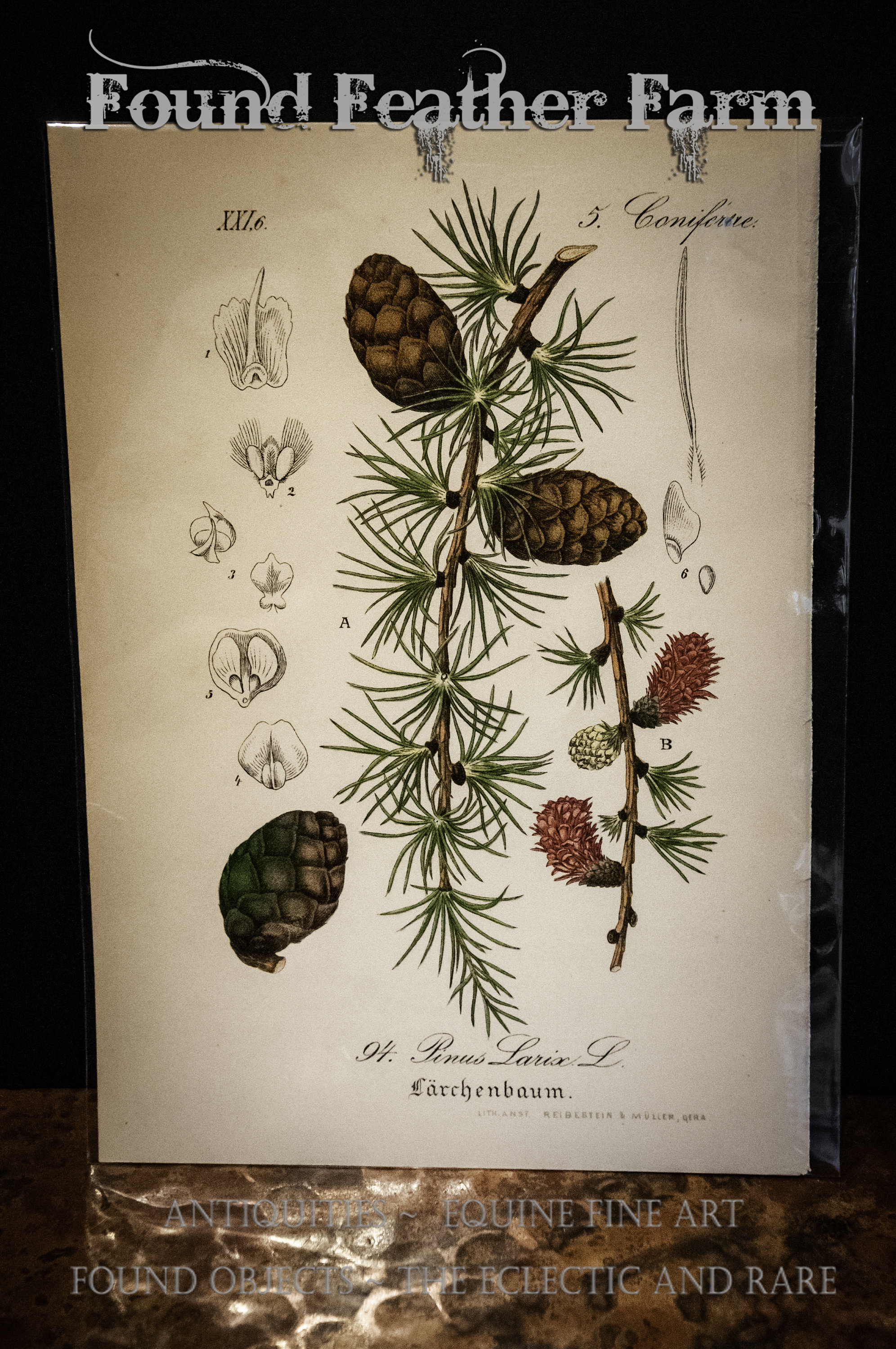 1880 Hand Colored Antique Lithograph Botanical Print European Larch ...