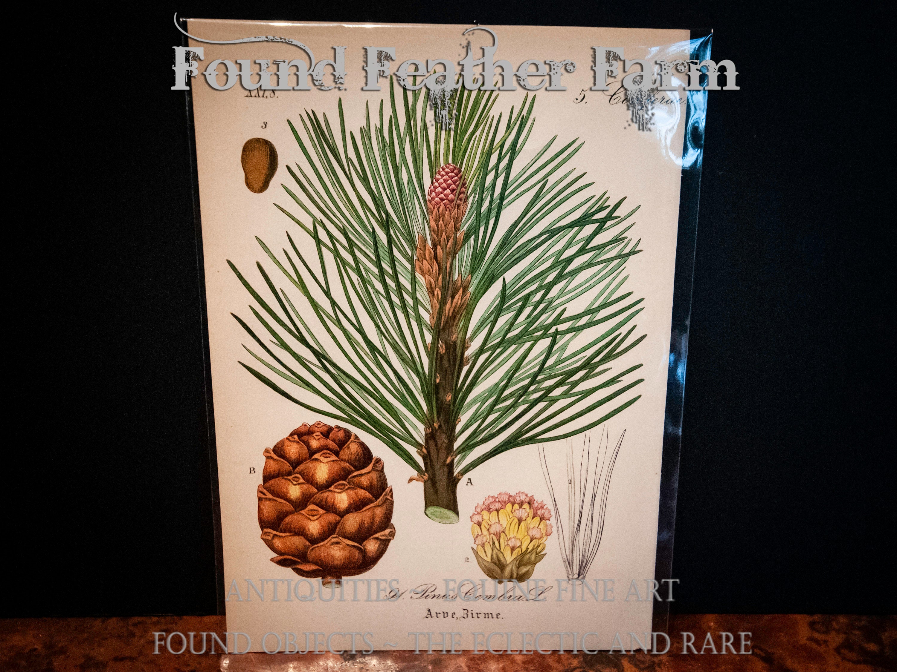 Antique 1880 Lithograph Botanical Print Swiss Pine Tree Pinus Cembra