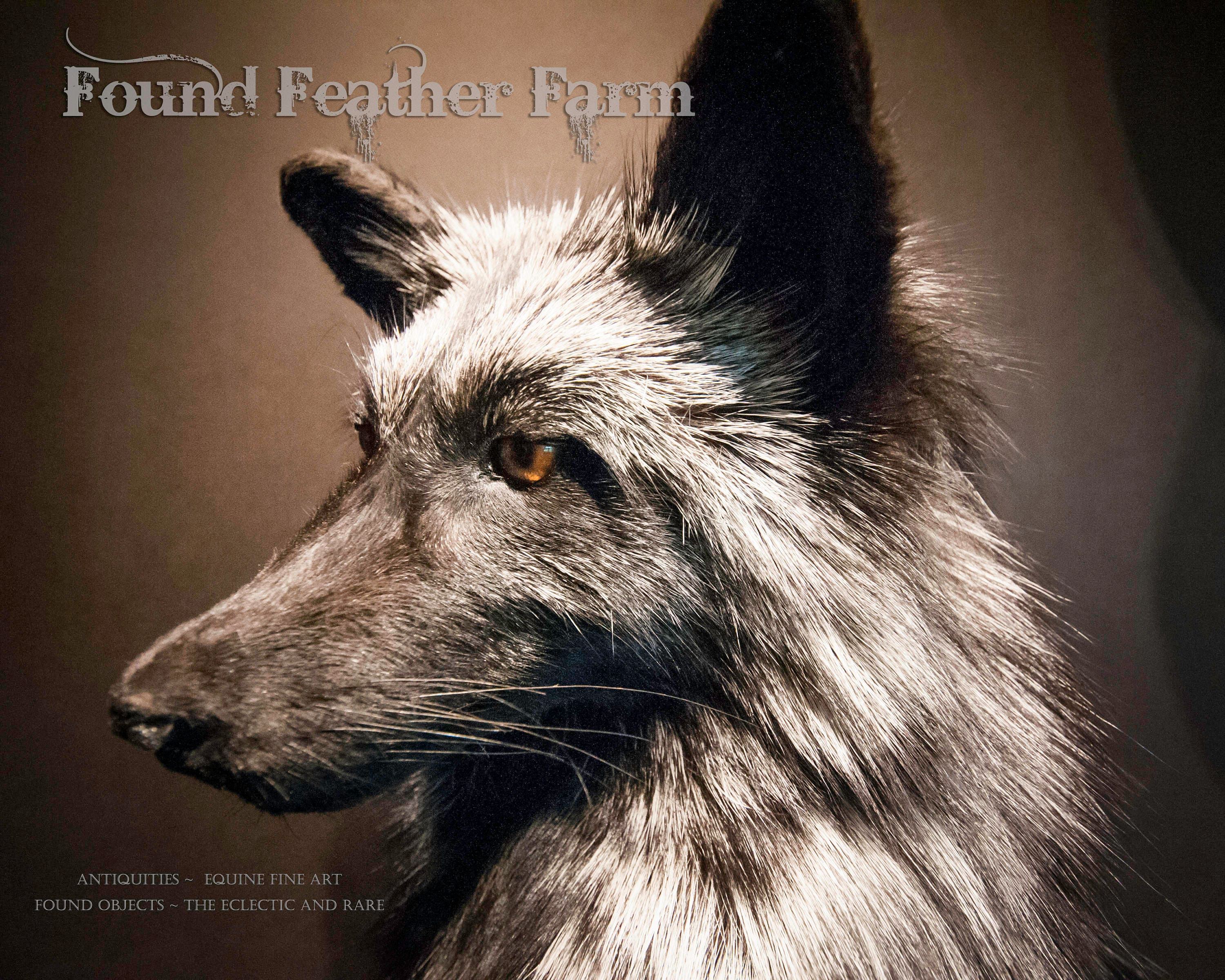 Absolutely Stunning Taxidermied Vintage Silver Fox