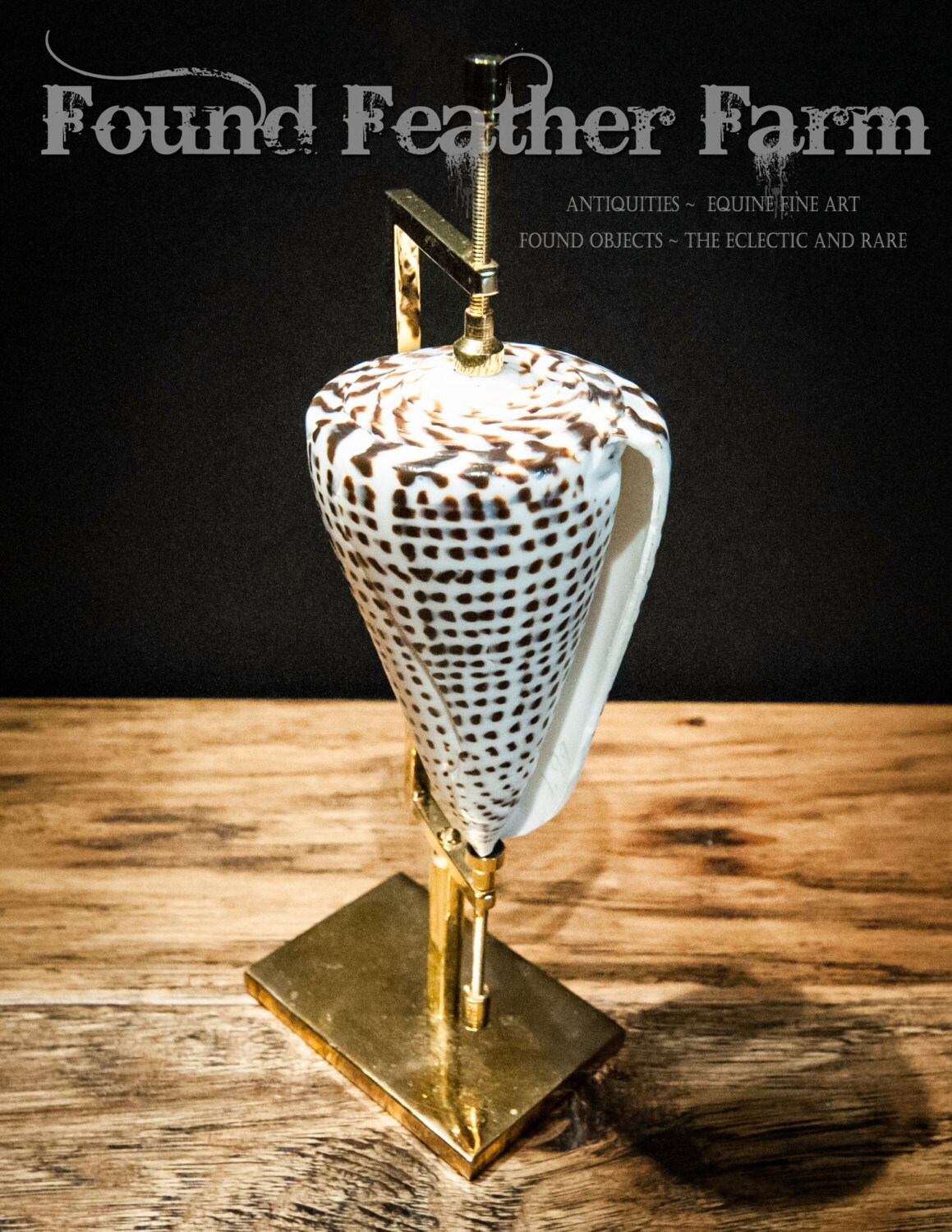 Wonderful Specimen Cone Shell on 24K Gold Display Stand