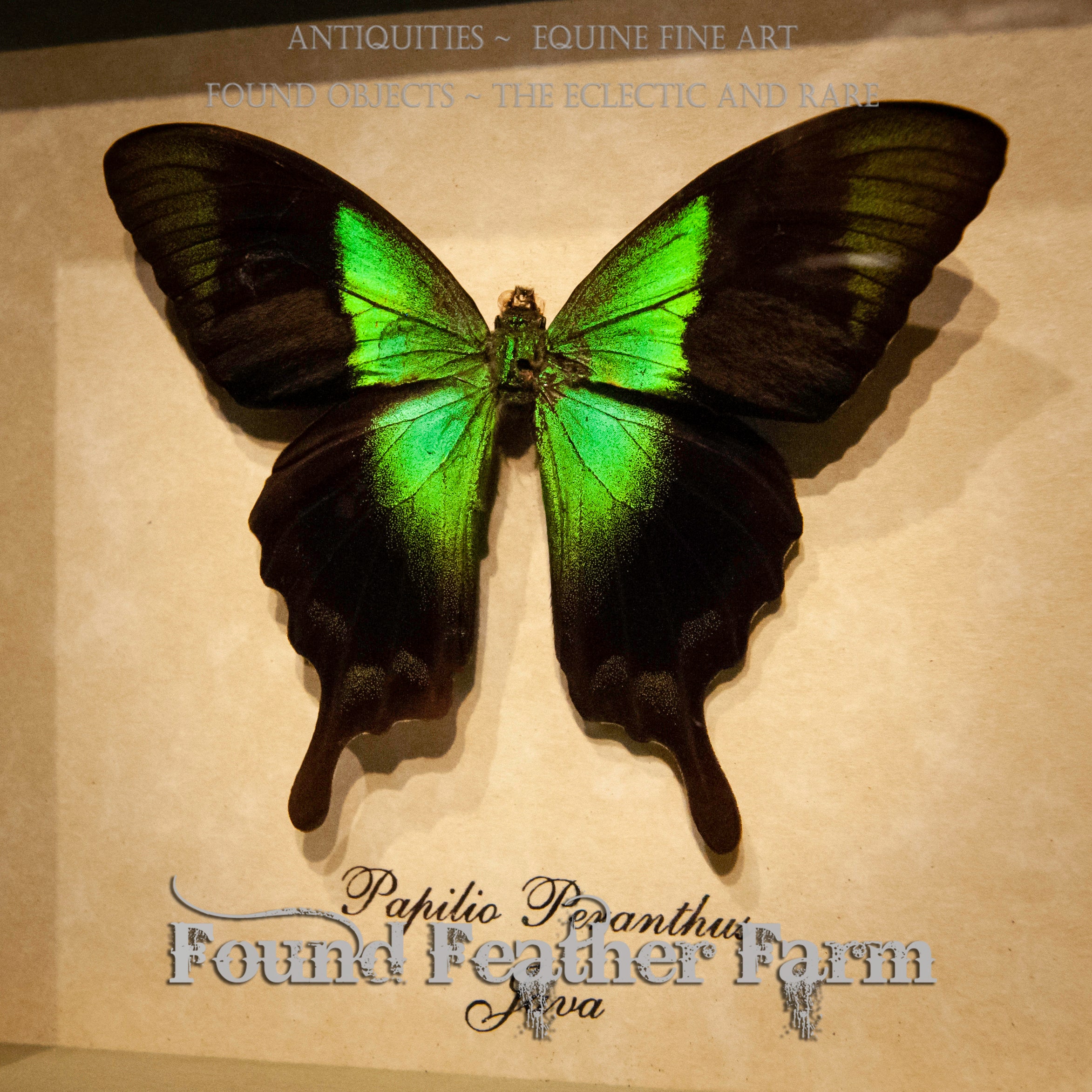 Beautiful Vintage Dazzling Green Butterfly Mount From Java in Sage ...