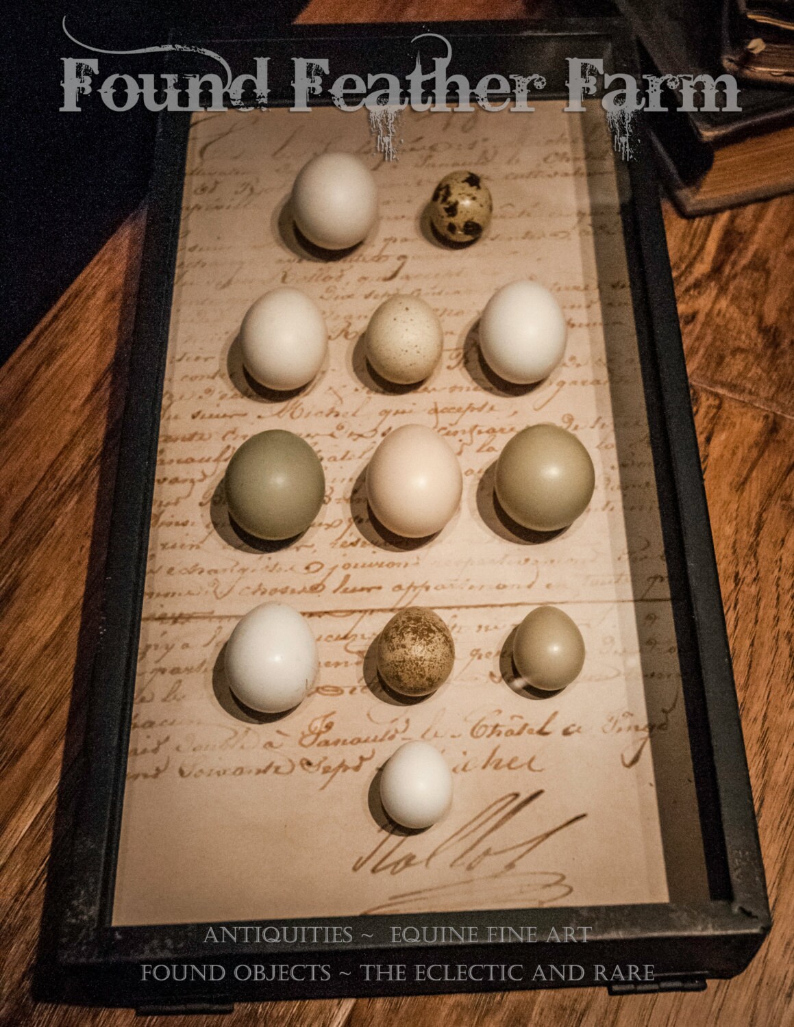 Vintage Shadowbox with Faux Game Bird Eggs of Great Britain