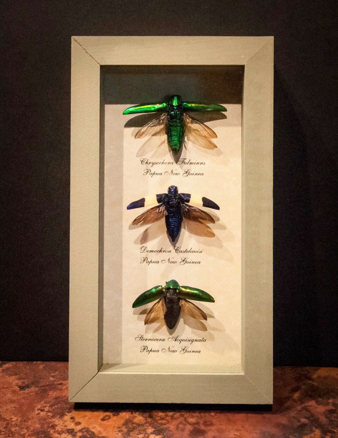 Colorful Framed Green and Blue Beetles Framed in a Shadowbox Frame