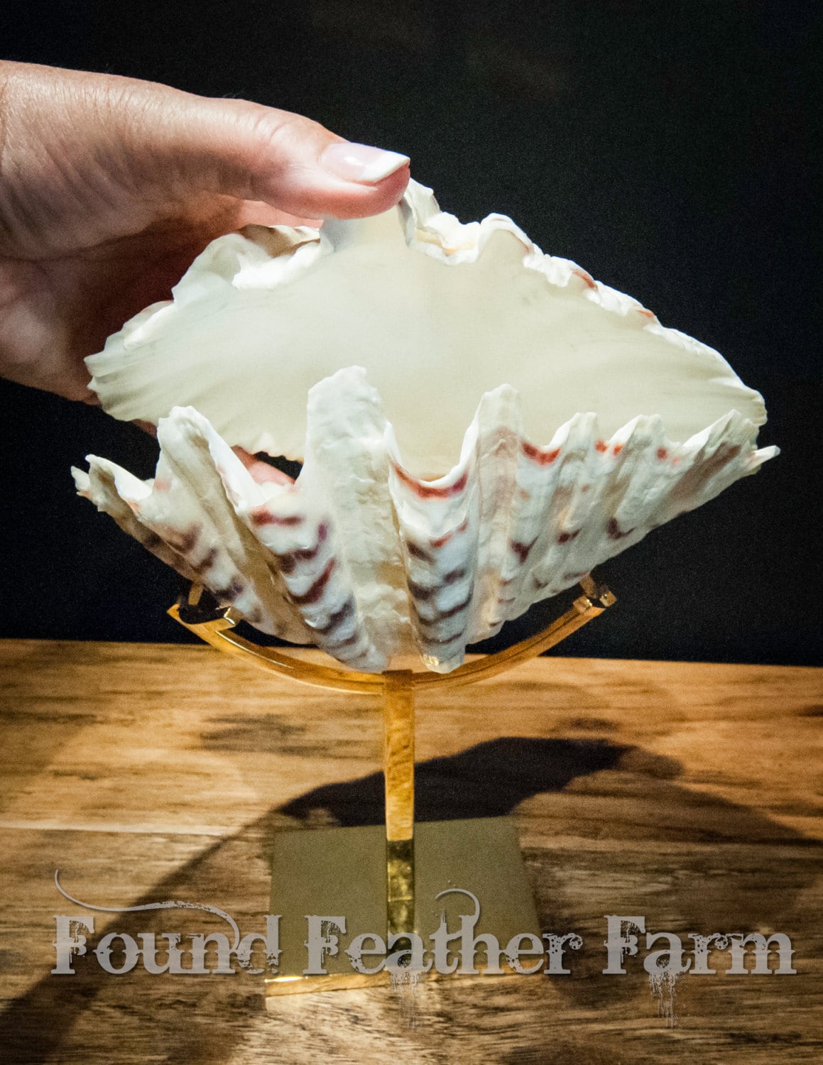 Large Specimen Bear Paw Tridacna Clam Shell on a 24K Gold Plated ...