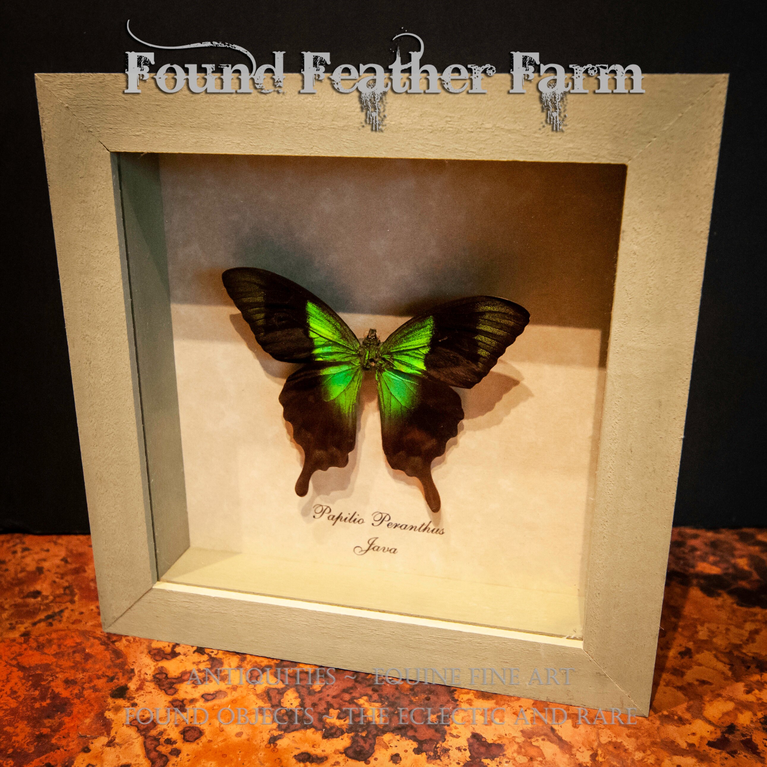 Beautiful Vintage Dazzling Green Butterfly Mount From Java in Sage ...