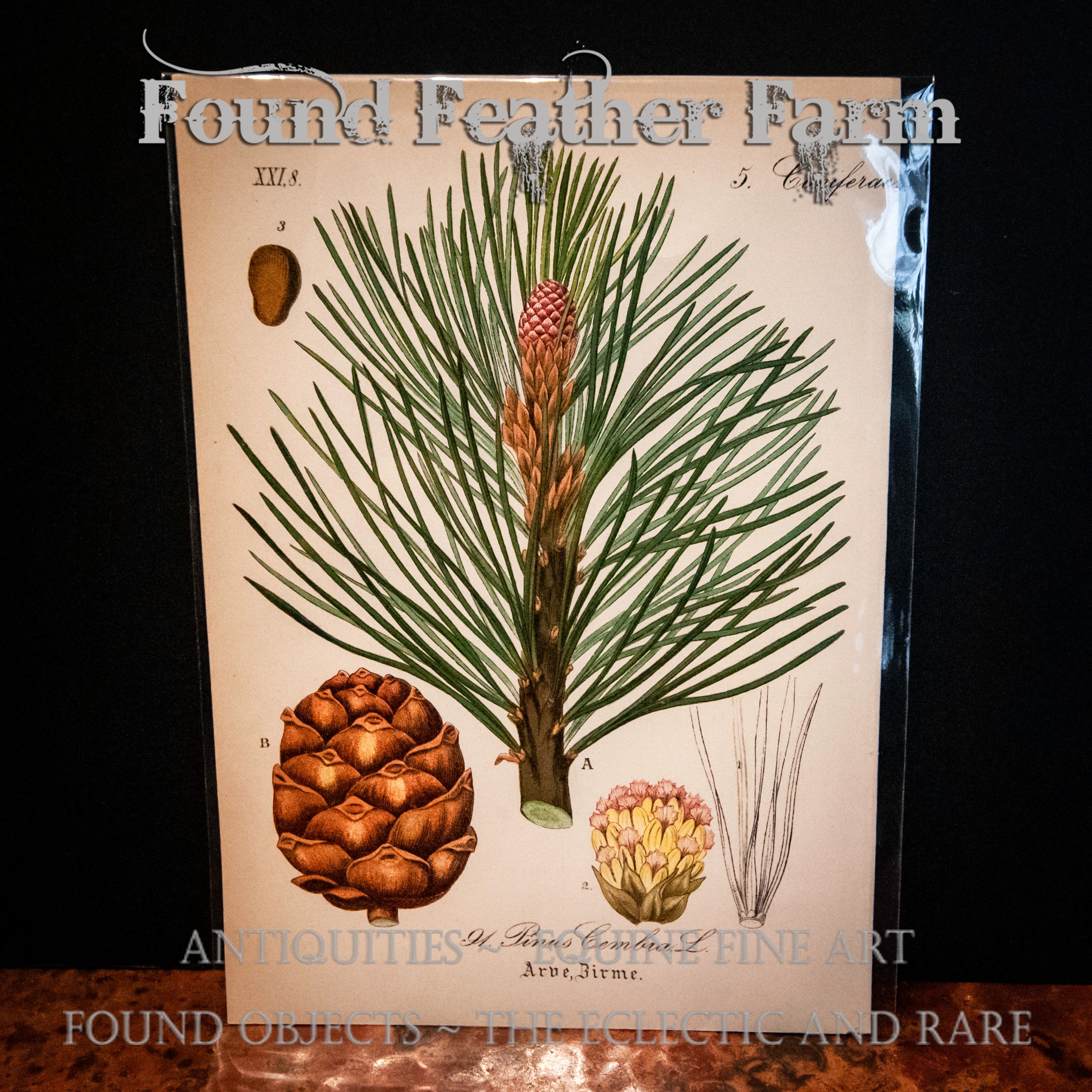 Antique 1880 Lithograph Botanical Print Swiss Pine Tree Pinus Cembra