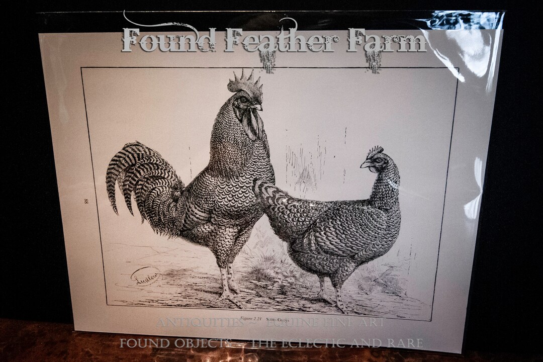 Antique 1910 Lithograph Plate of a Pair of Scots Greys Hen and Rooster ...