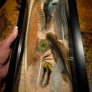 Shadowbox With a Collection of Natural Bird Feathers - Etsy
