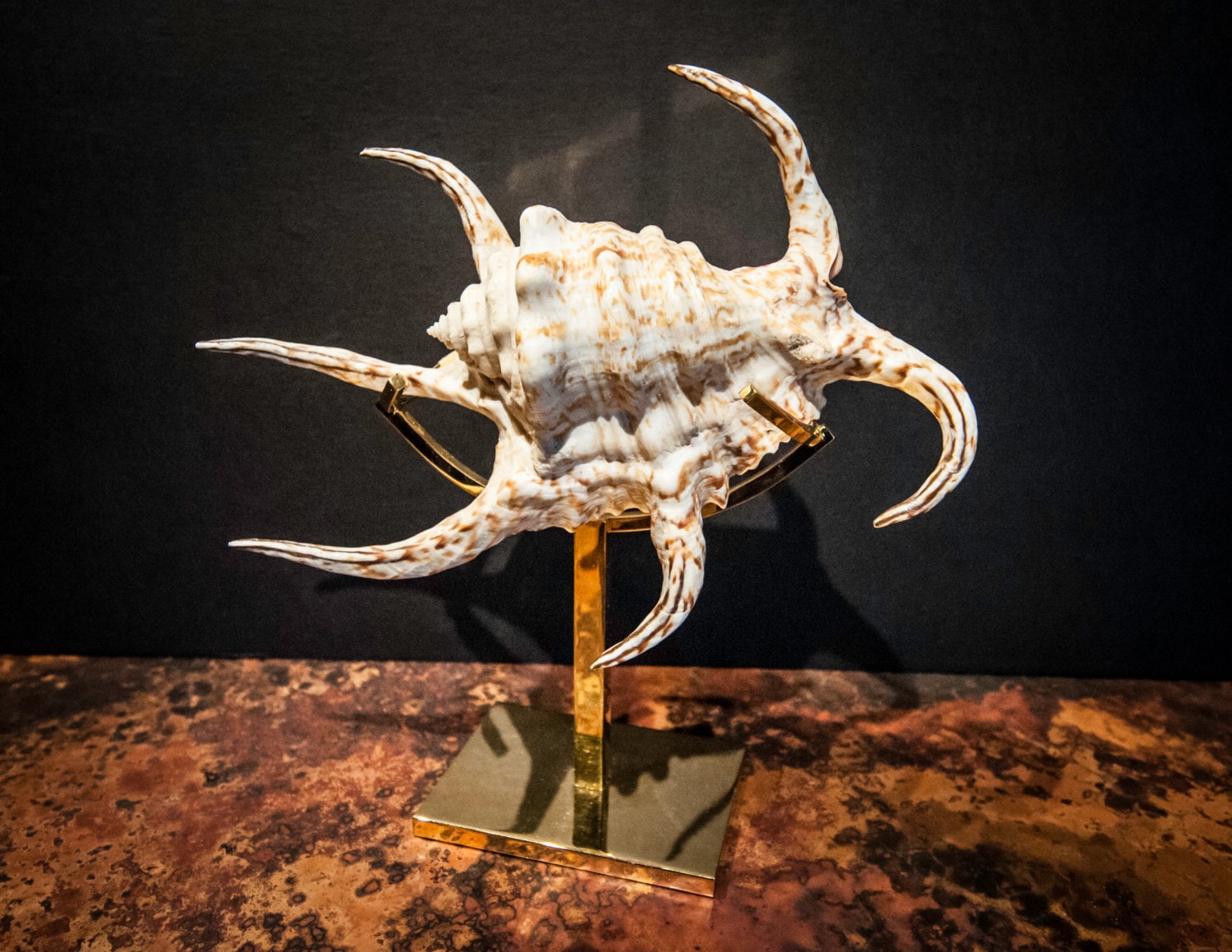 Collector's Specimen Chiragra Spider Conch with 24K Gold Plated Display ...