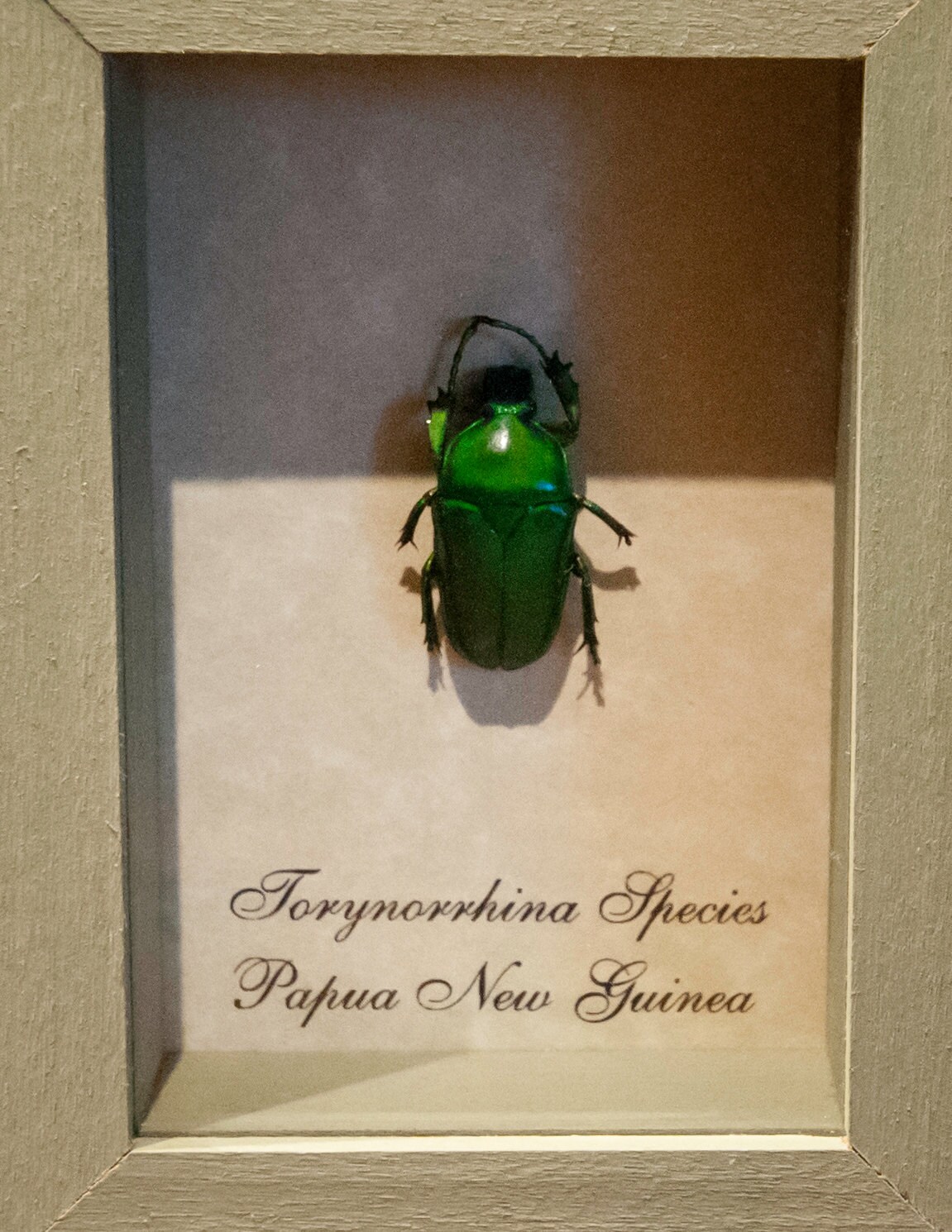 Beautifully Preserved Green Beetle from Papua New Guinea