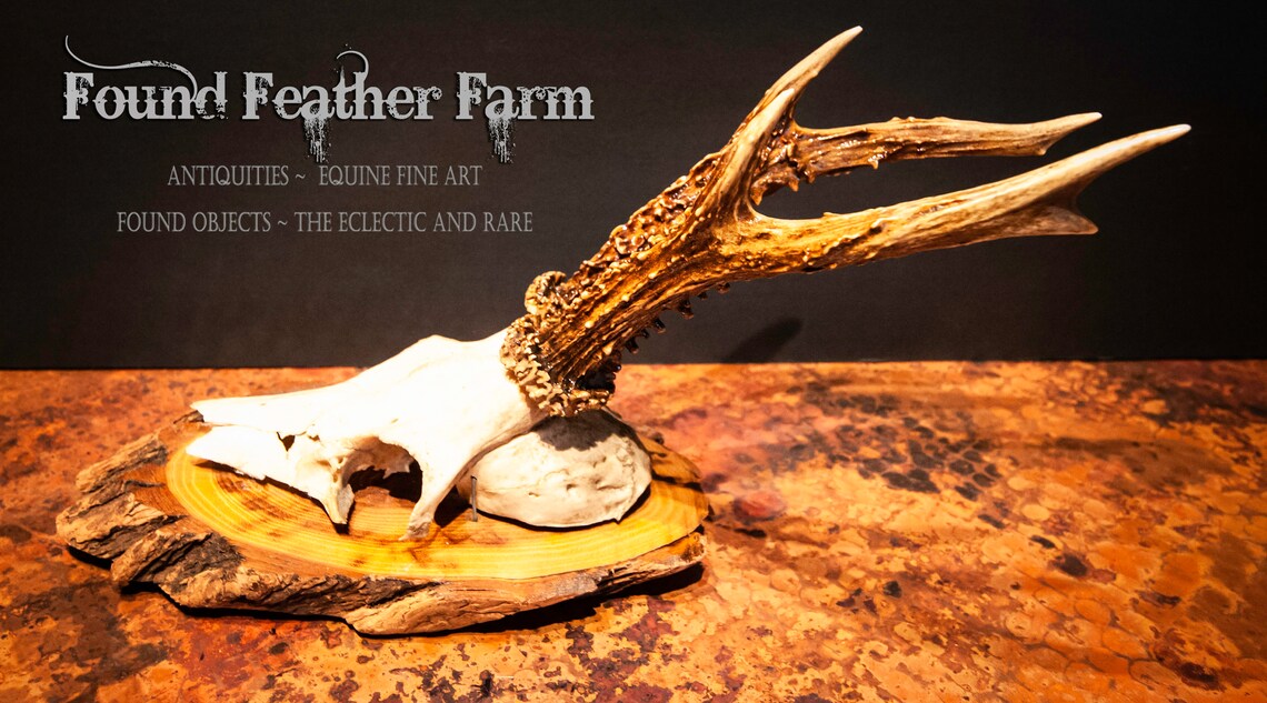 Antique Large Roe Deer Buck Skull and Antler Mount From the - Etsy