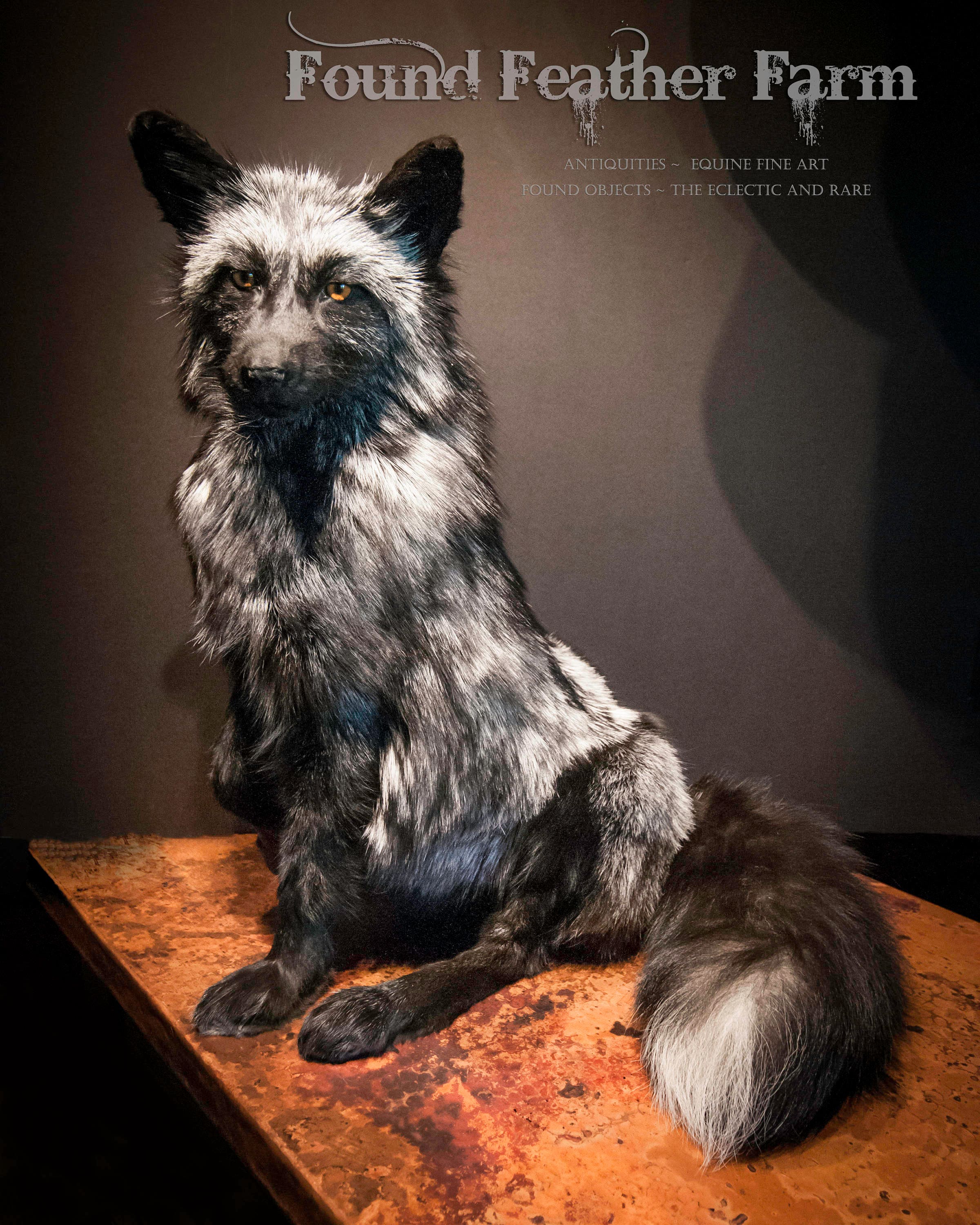 Absolutely Stunning Taxidermied Vintage Silver Fox