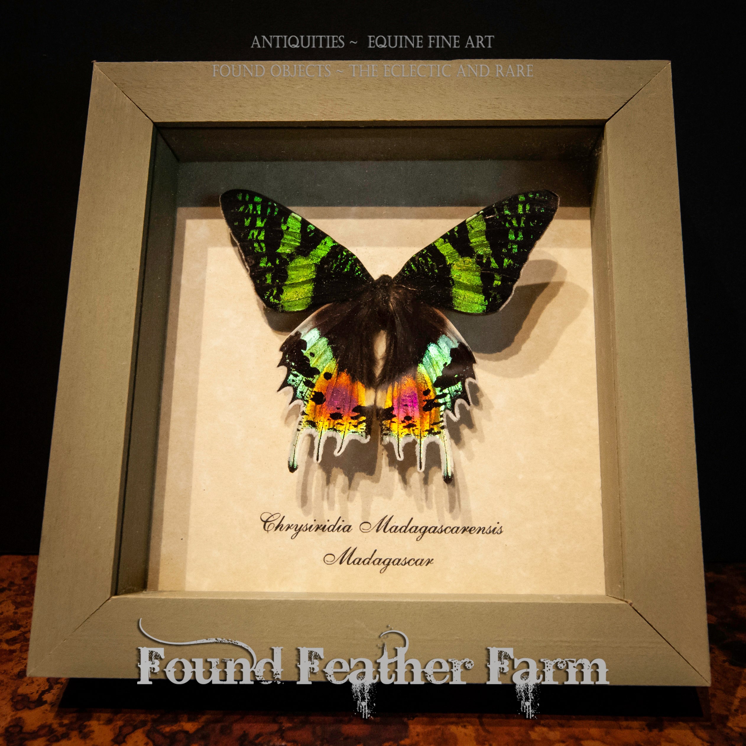 Beautiful Vintage Dazzling Green Butterfly Mount From Madagascar in ...
