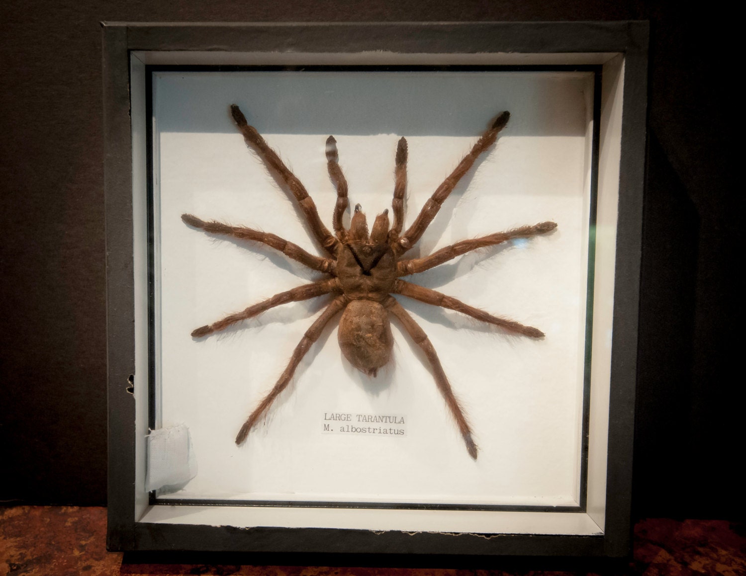 Genuine Large Tarantula Specimen in Framed Shadowbox