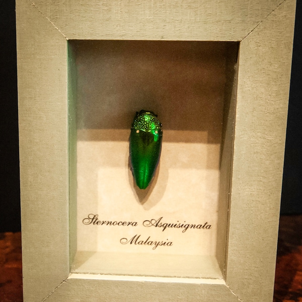 Bullet Shadow Box - Etsy