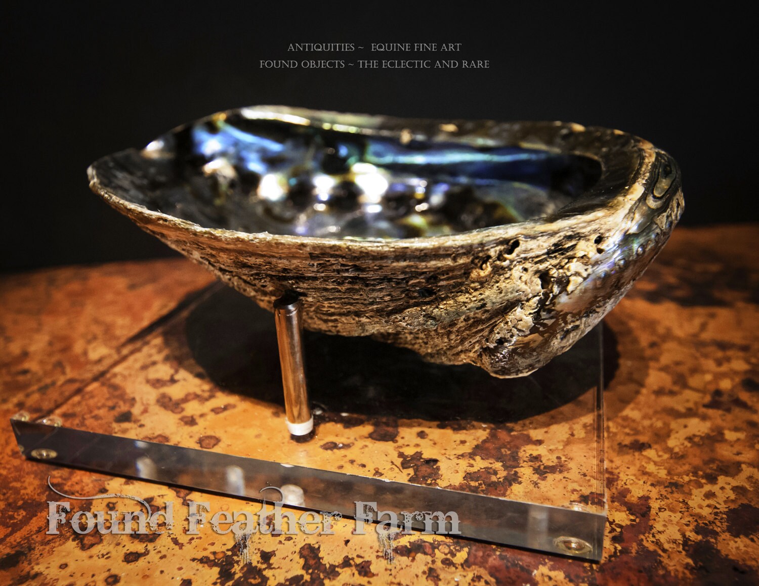 Gorgeous Abalone Large Specimen Seashell mounted on an Acrylic Stand